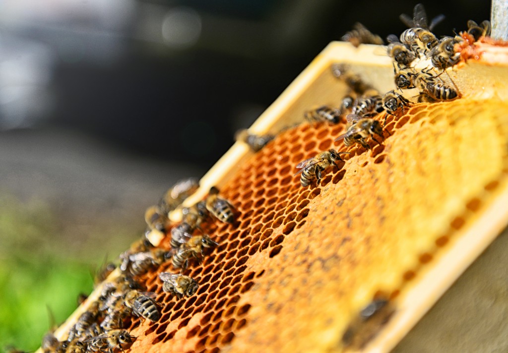 What Happens if the Bee Population Continues to Decline? - What Will ...